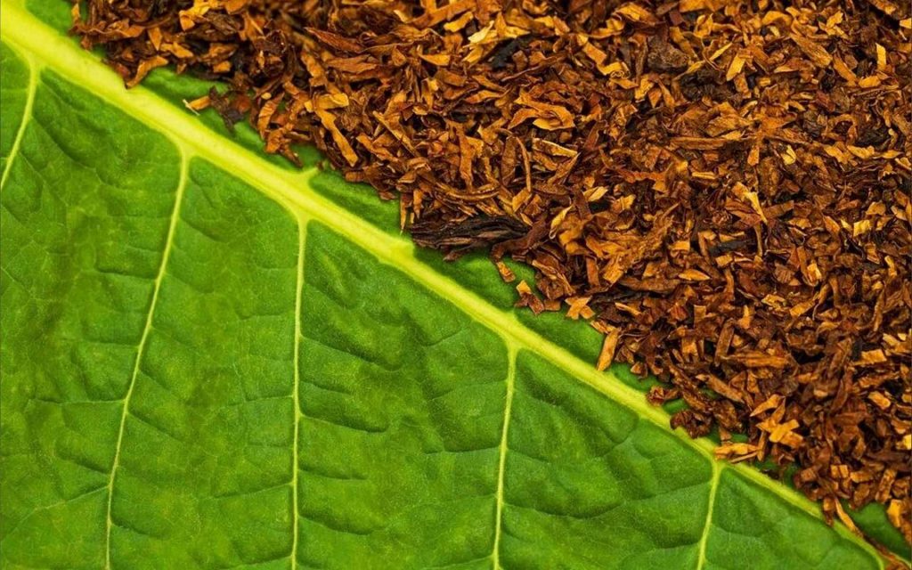Global Tobacco Supply | Just another tobacco site
